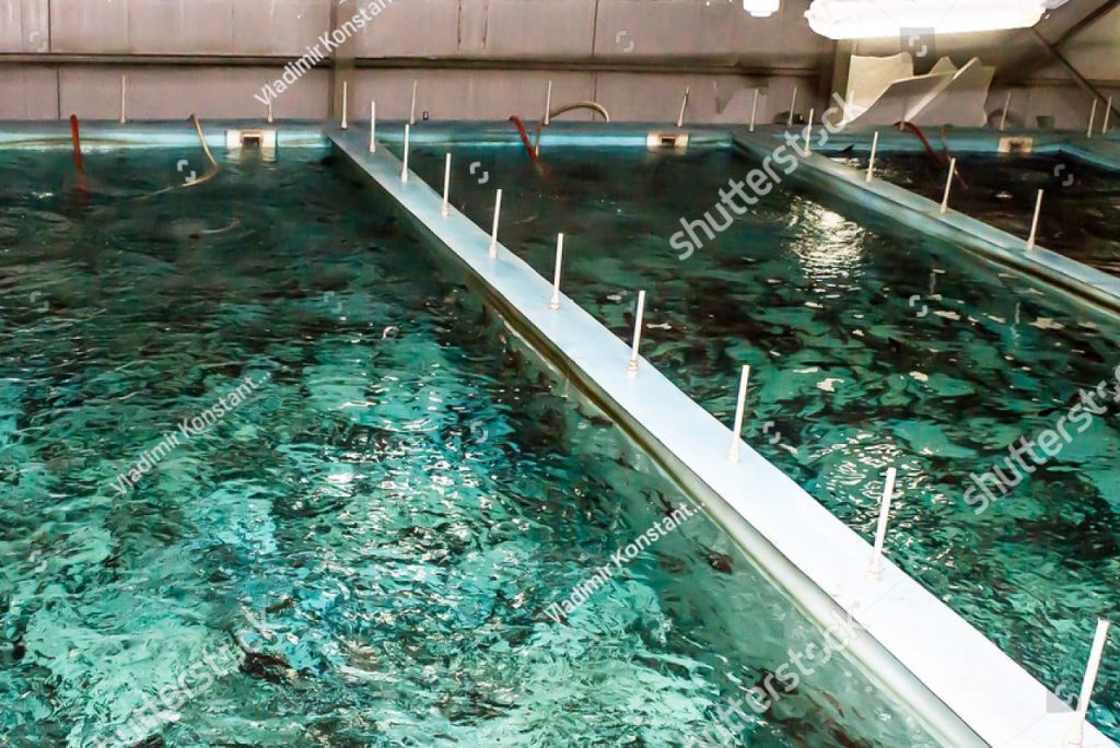 stock-photo-swimming-pool-for-fish-breeding-764076109 | Fischgut Primus